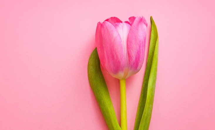 130+ Most Beautiful March 8 Greeting Cards and Messages for Girlfriend ...