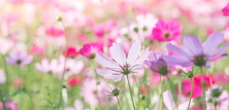 The most beautiful March 8 messages for Mom - Eheyo